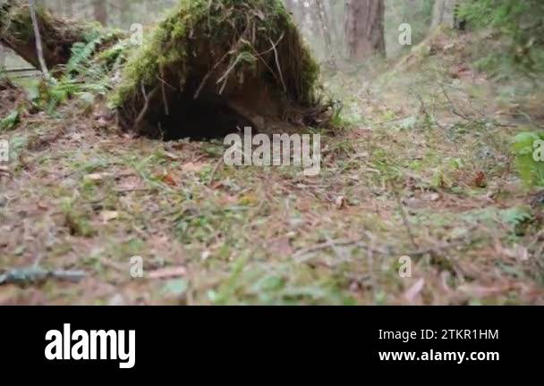 Animal burrow in the grass Stock Videos & Footage - HD and 4K Video ...