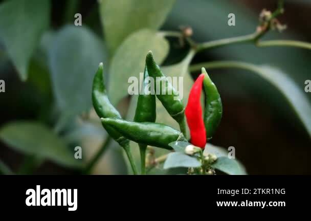 Bird’s eye chilli red and green Stock Videos & Footage - HD and 4K ...