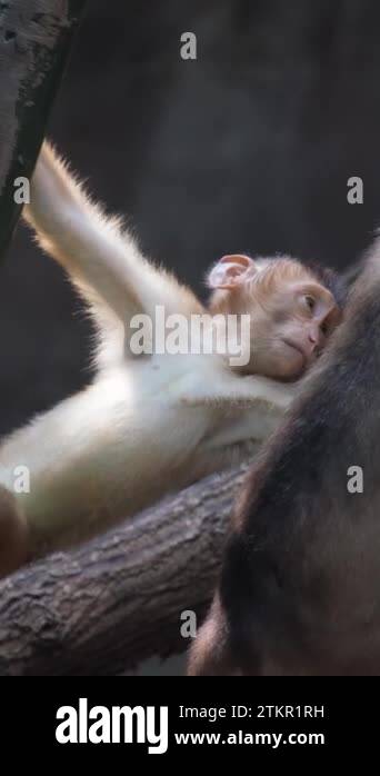 A family of chimpanzees on a tree playing. Genus of the hominid family ...