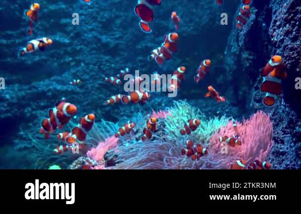 Red-and-white striped fish clown. Fish swim among algae and coral reefs. Ocean floor. Sea life ...