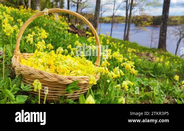 Primrose tea bloom blossom Stock Videos & Footage - HD and 4K Video ...
