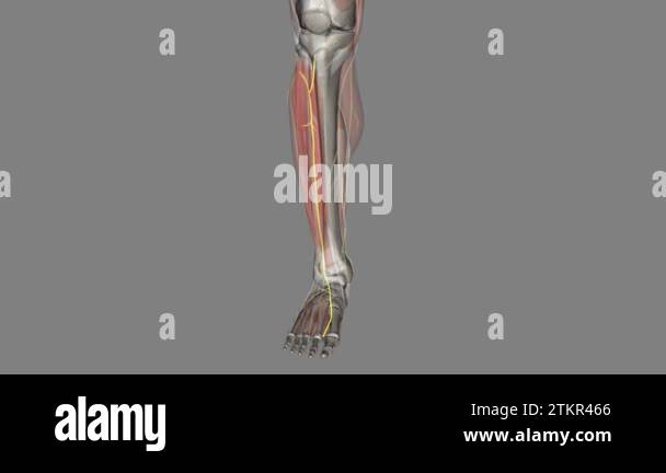 The deep peroneal nerve, also called the deep fibular nerve, is a ...