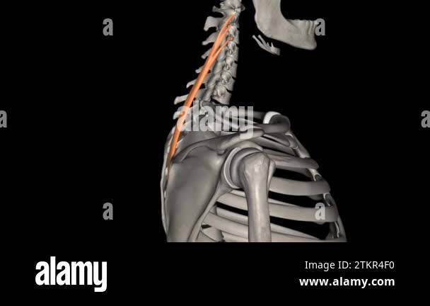 Splenius cervicis is a paired, flat bow-shaped muscle in the ...
