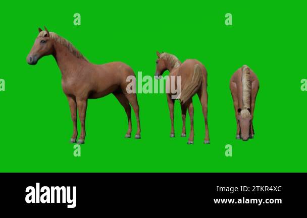 3d animal screen Stock Videos & Footage - HD and 4K Video Clips - Alamy