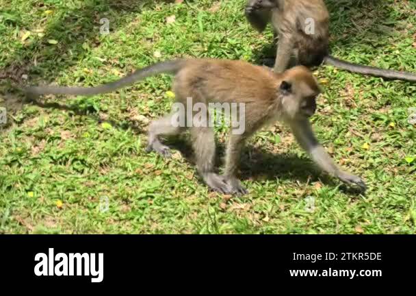 Malaysian monkeys Stock Videos & Footage - HD and 4K Video Clips - Alamy