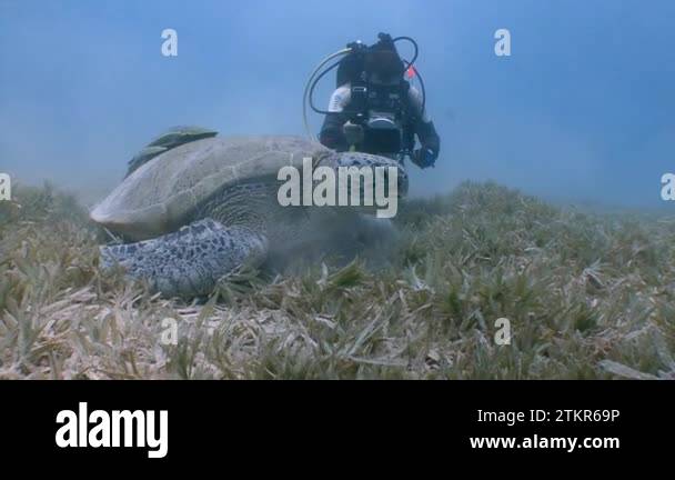 Fascinating underwater dive on the bottom with grazing green turtles ...