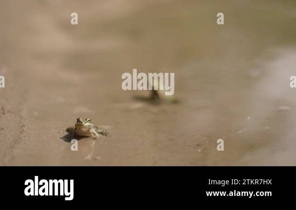 Wild animals frogs water Stock Videos & Footage - HD and 4K Video Clips ...