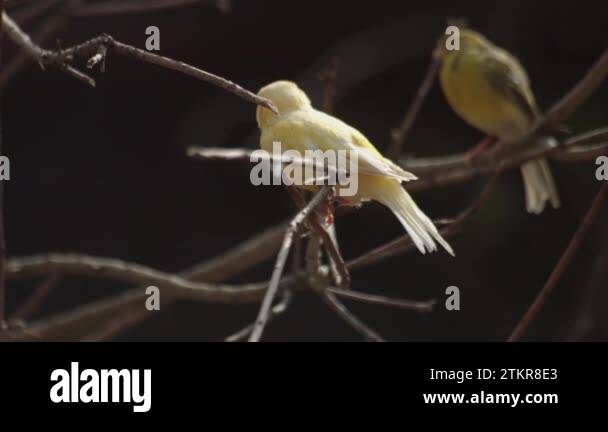 Bird staring into camera Stock Videos & Footage - HD and 4K Video Clips ...