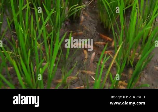 The mina padi cultivation system, which was started to be developed by ...