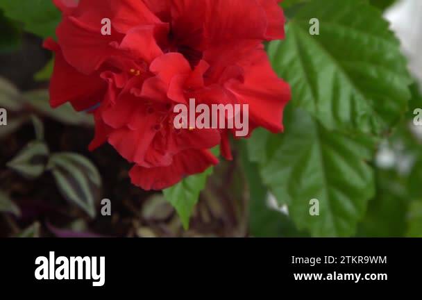 Red flower bud of Chinese hibiscus bloom. Hibiscus rosa-sinensis in ...