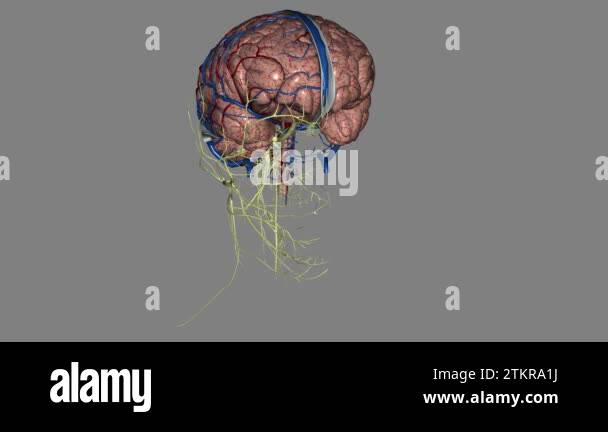 The nervous system includes the brain, spinal cord, and a complex ...