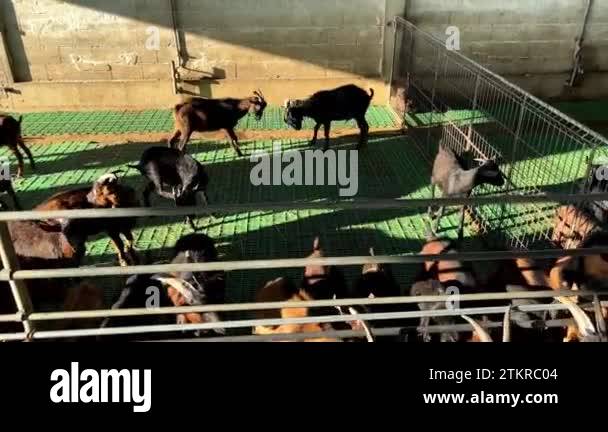 Two goatlings butt heads standing on the floor in a farm. High quality ...