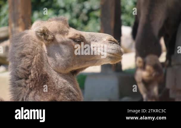 Close-up of a camel chewing food. A two-humped pack animal moves its ...