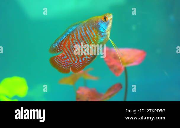 Dwarf Gourami fish, Trichogaster lalius, male specimen with red orange ...