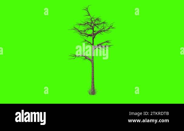 Large pine tree autumn without leaves green screen full hd 1080 Chroma ...