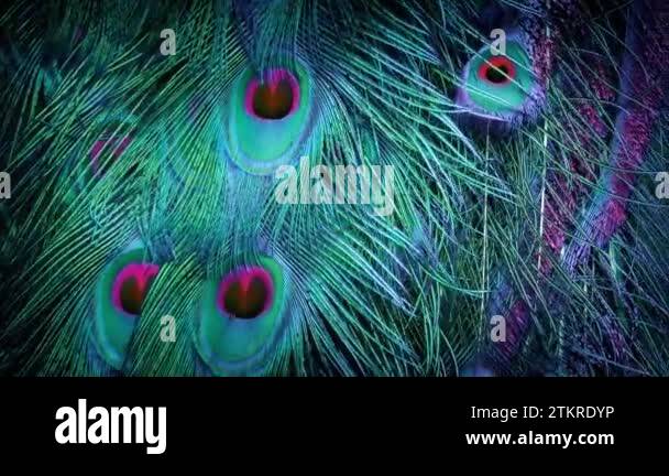 Colorful plumage patterns Stock Videos & Footage - HD and 4K Video ...