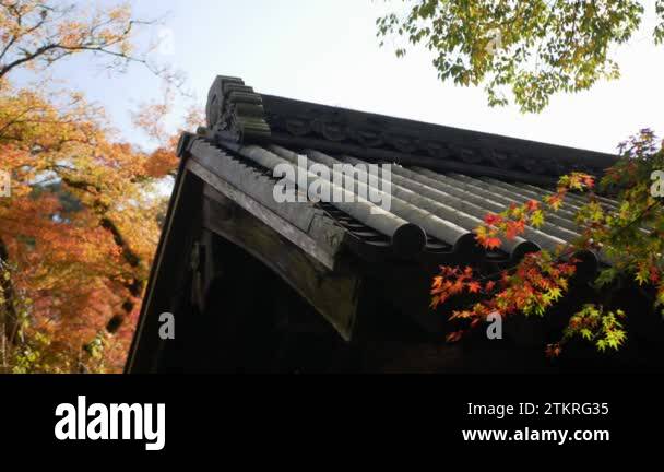 Japanese shrine roof side view with maple tree in background ...