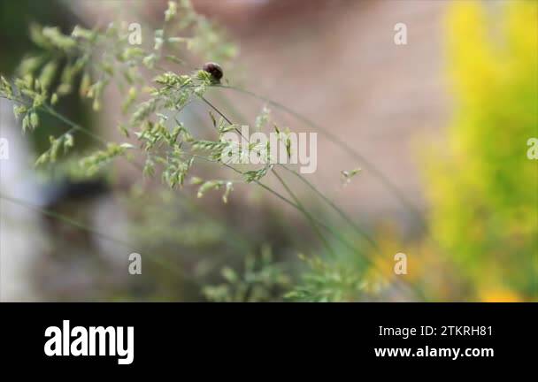 Climbing on grass Stock Videos & Footage - HD and 4K Video Clips - Alamy