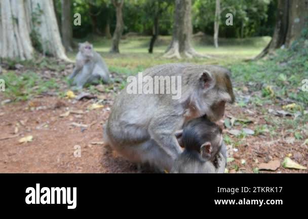 Monkeys eating plants Stock Videos & Footage - HD and 4K Video Clips ...