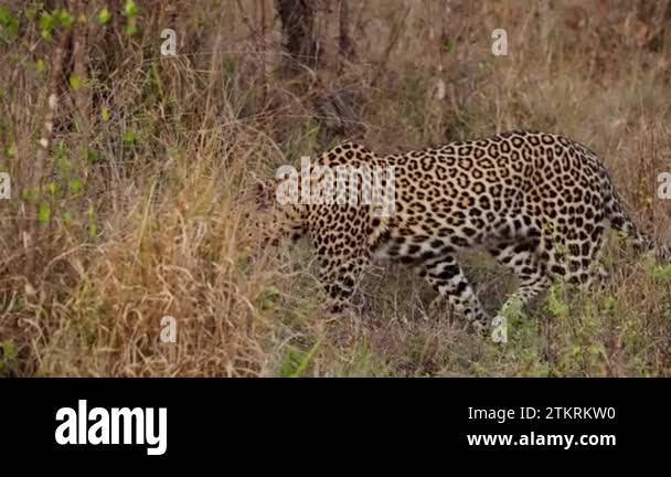 Leopard camouflage Stock Videos & Footage - HD and 4K Video Clips - Alamy
