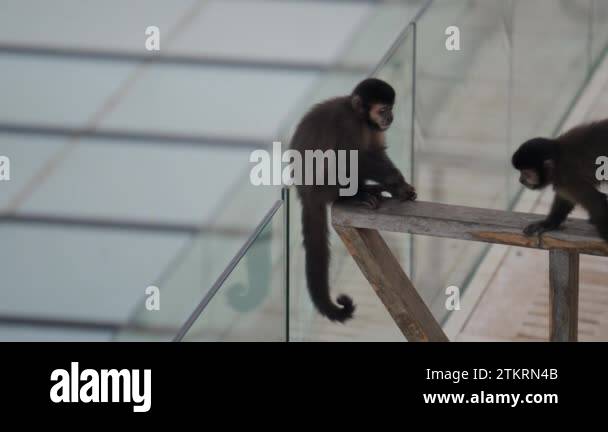 Wooden porch railing Stock Videos & Footage - HD and 4K Video Clips - Alamy