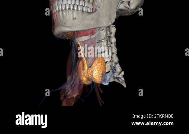 The thyroid is a small, butterfly-shaped gland located at the base of ...