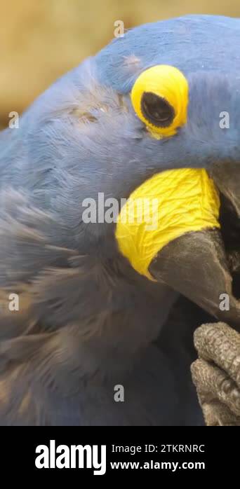 Macaw hyacinth bird of the homeland of Papugov. One of the largest ...