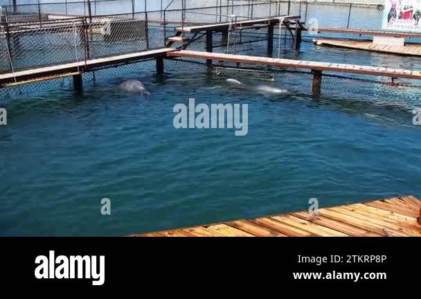 Dolphins are marine mammals bottlenose dolphins Stock Videos & Footage ...