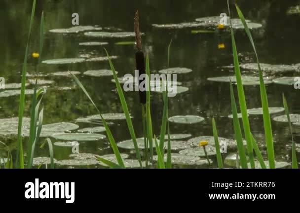 Water lilies reeds marsh Stock Videos & Footage - HD and 4K Video Clips ...