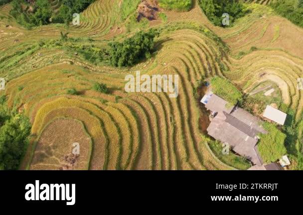 Rice harvest time. Landscape terraced rice field near Sapa. Mu Cang ...