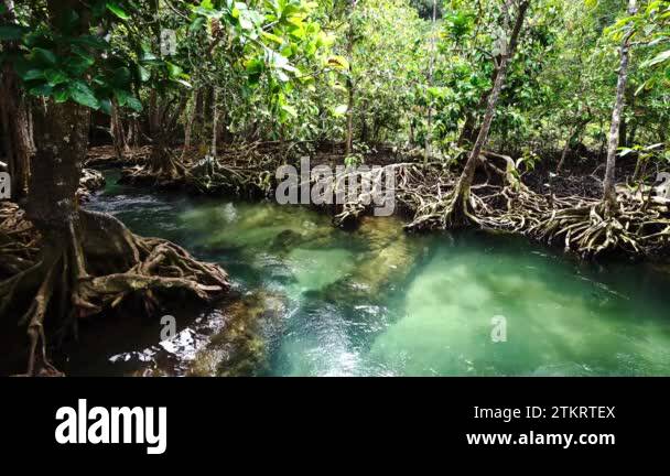 Tropical trees roots in swamp forest and crystal clear water stream ...