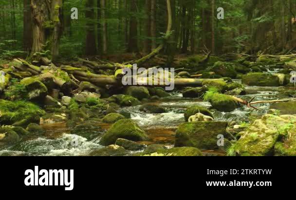 A clear enchanted stream winds its way through a dense forest, with ... A clear enchanted stream winds its way through a dense forest, with ...