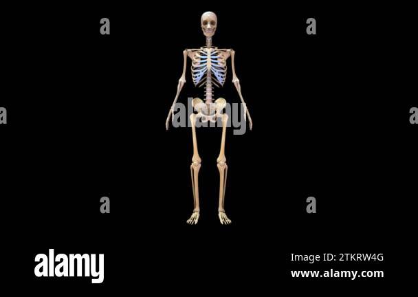 Upper limbs and lower limb bones in human skeletal system.3d ...