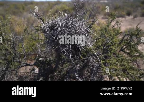 Hollow bird nest Stock Videos & Footage - HD and 4K Video Clips - Alamy