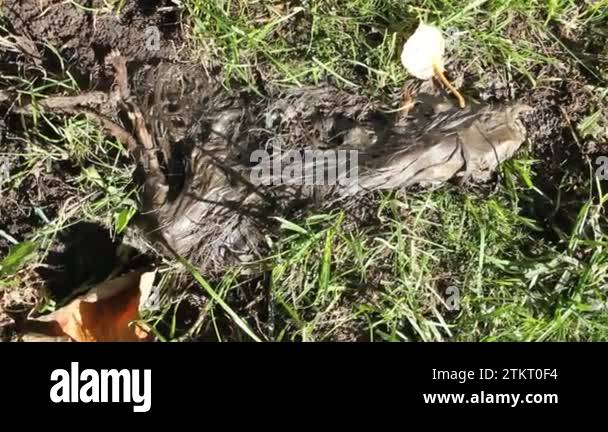 Decompose decomposing decomposition Stock Videos & Footage - HD and 4K Video Clips - Alamy