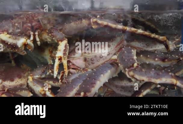 Close up 4K video of living crabs tied in water tank in restaurant and ...