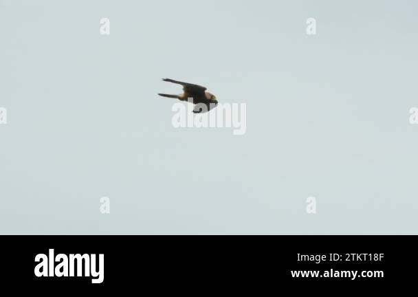 A falcon soars in the sky, then rapidly dives to hunt its prey from ...