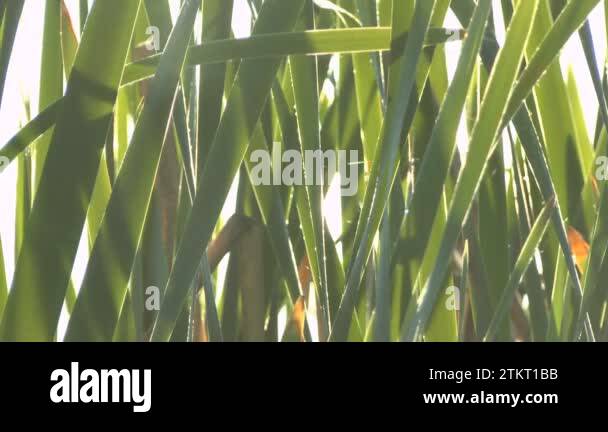 Cane leaves Stock Videos & Footage - HD and 4K Video Clips - Alamy