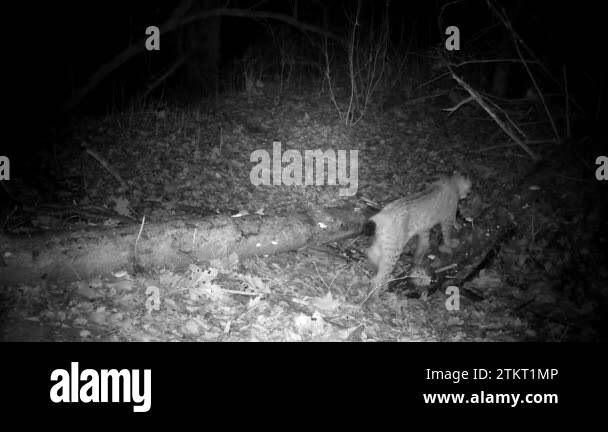 Eurasian lynx lynx lynx lynx Stock Videos & Footage - HD and 4K Video ...