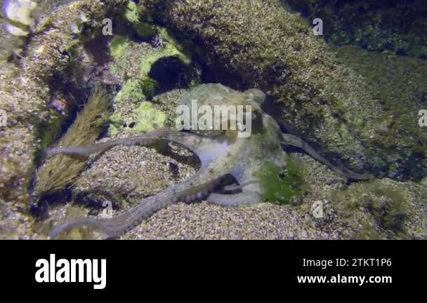 Sea life: Common octopus (Octopus vulgaris) moves between stones ...