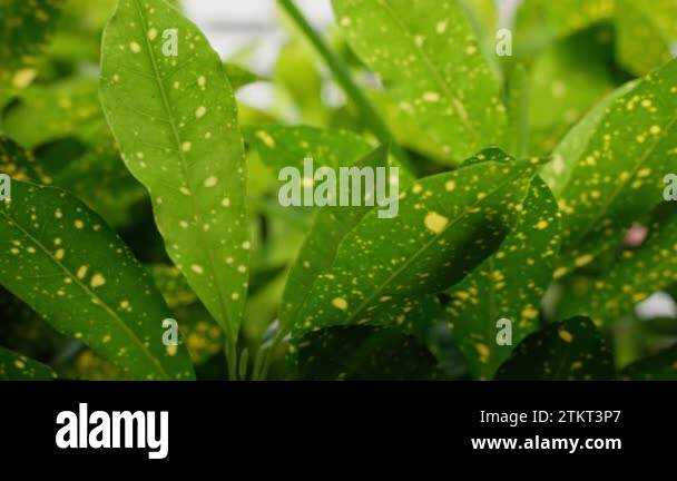 Laurel leaf pattern Stock Videos & Footage - HD and 4K Video Clips - Alamy
