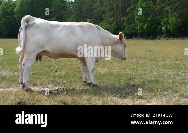 French charolais cows Stock Videos & Footage - HD and 4K Video Clips ...