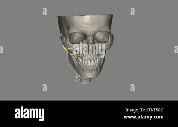 The zygomatic nerve is a branch of the maxillary nerve It arises in the ...
