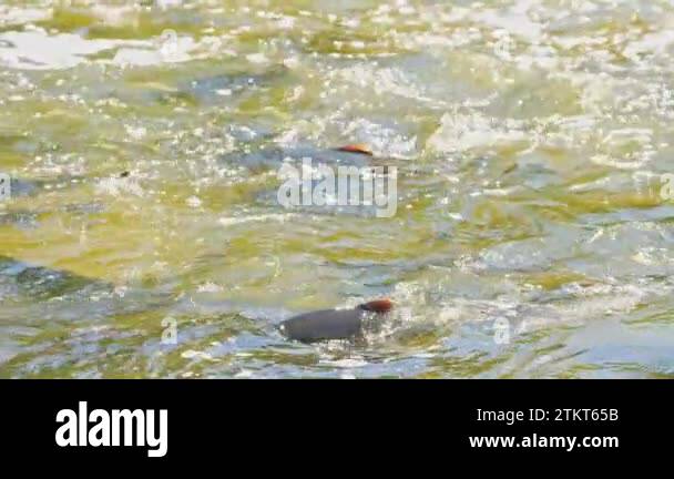 Atlantic or Chinook salmon going up Ganaraska river upstream for spawn ...