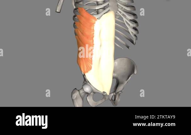 The external oblique muscle is one of the outermost abdominal muscles ...