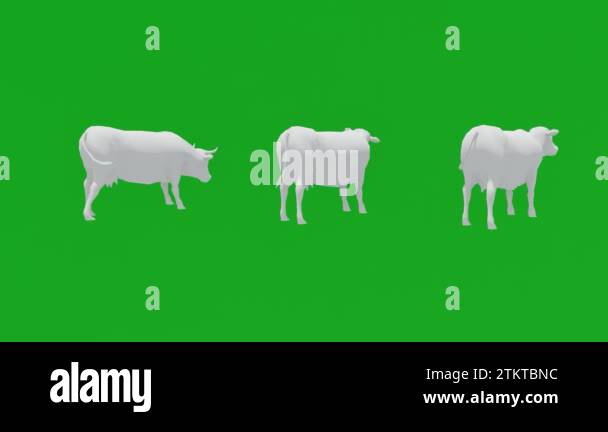 3D animation three white milk cows green screen background moving and ...