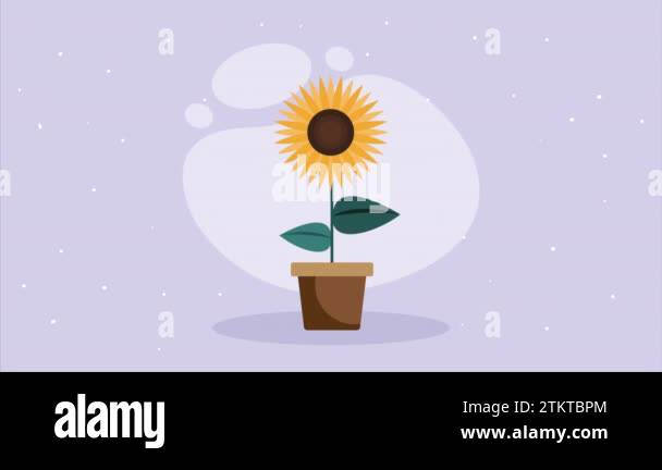 sunflower in houseplant garden animation ,4k video animated Stock Video ...
