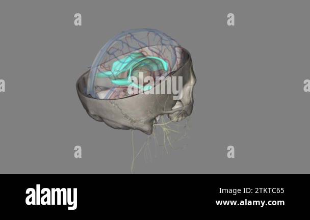 The ventricles of the brain are a communicating network of cavities ...