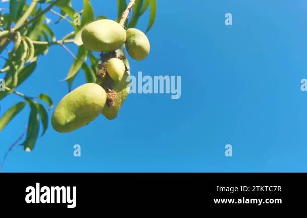 Green and yellow mangoes ripen and hang on mango tree in tropical ...
