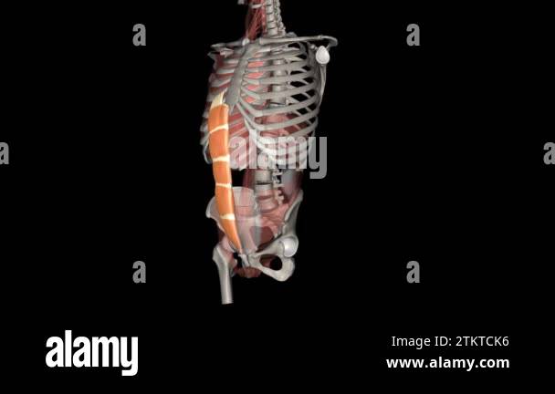 rectus abdominis slung between the ribs and the pubic bone at the front ...